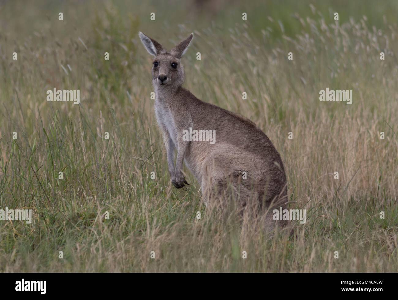 Kangaroos are some of Australia's most recognisable and well known ...
