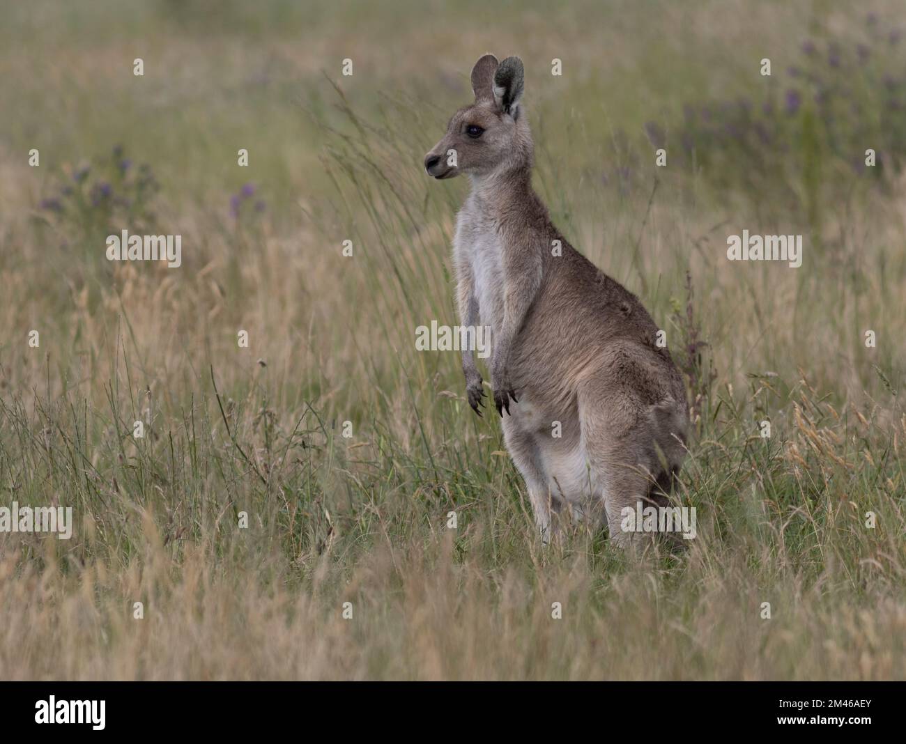 Kangaroos are some of Australia's most recognisable and well known ...