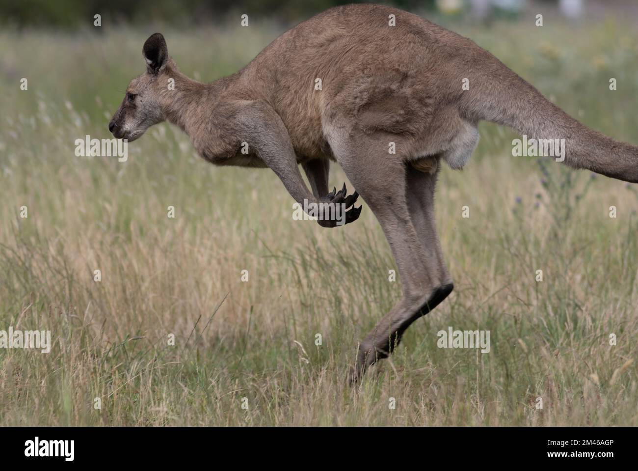Kangaroos are some of Australia's most recognisable and well known ...