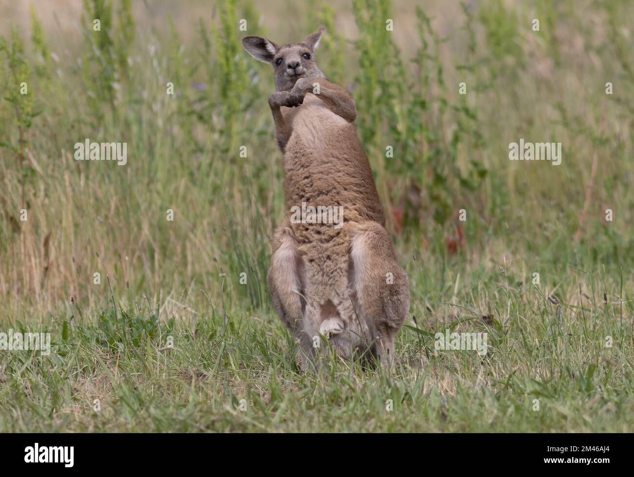 Kangaroos are some of Australia's most recognisable and well known ...