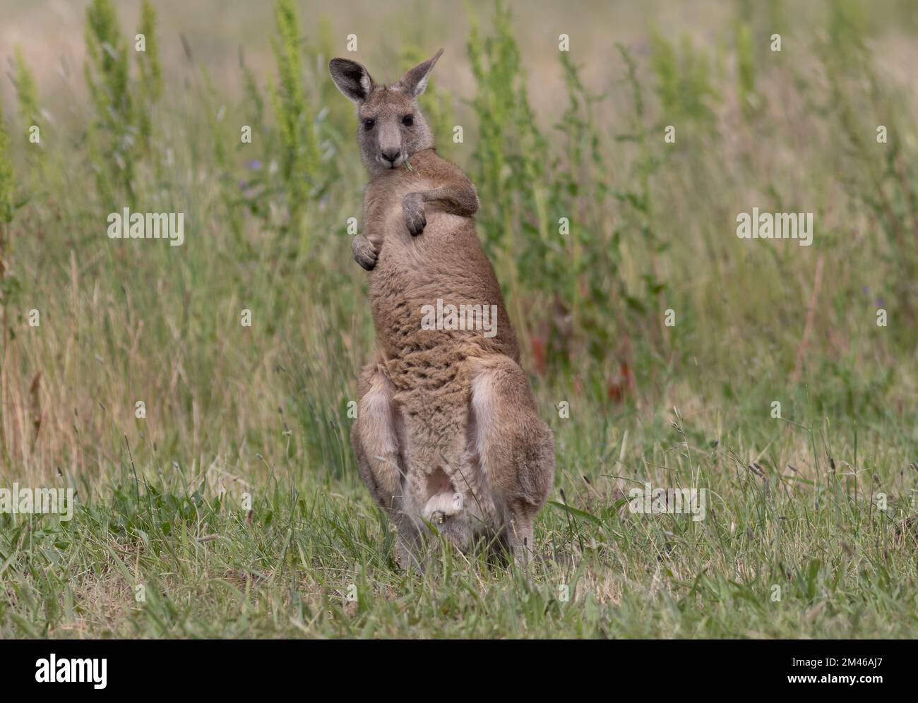 Kangaroos are some of Australia's most recognisable and well known ...