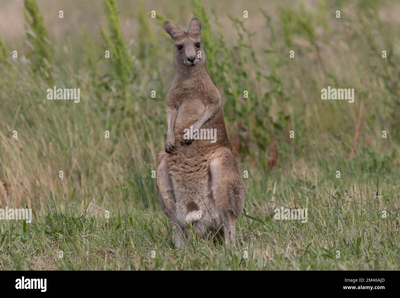 Kangaroos are some of Australia's most recognisable and well known ...