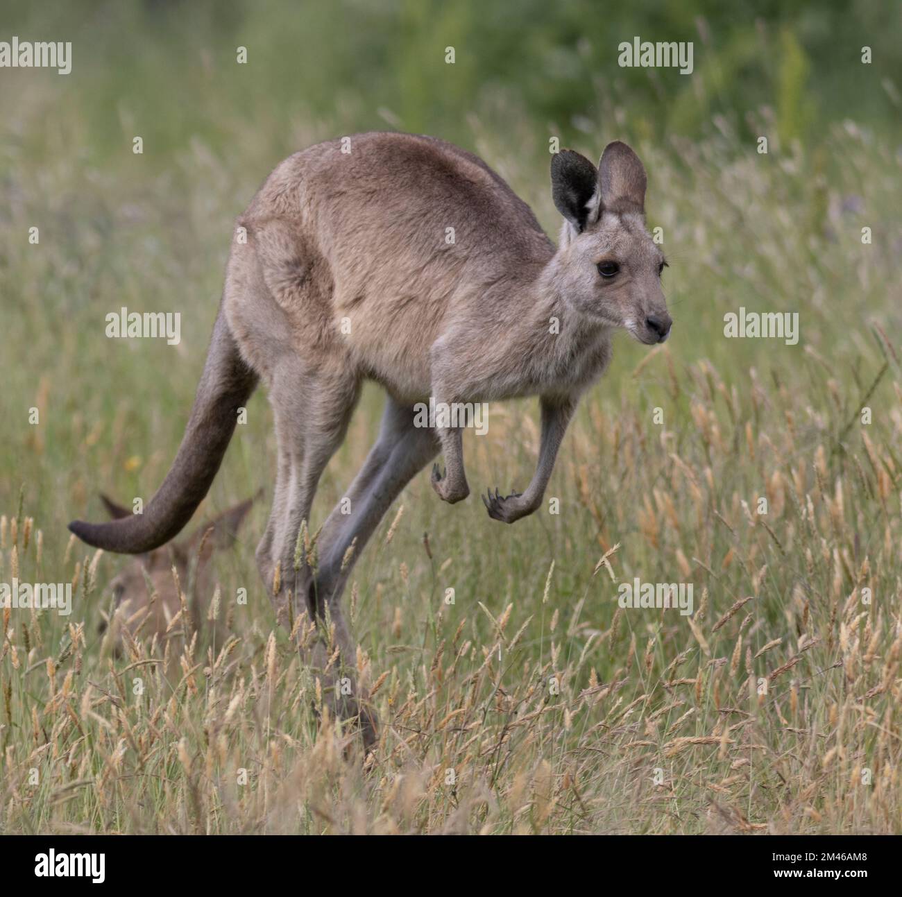 Kangaroos are some of Australia's most recognisable and well known ...