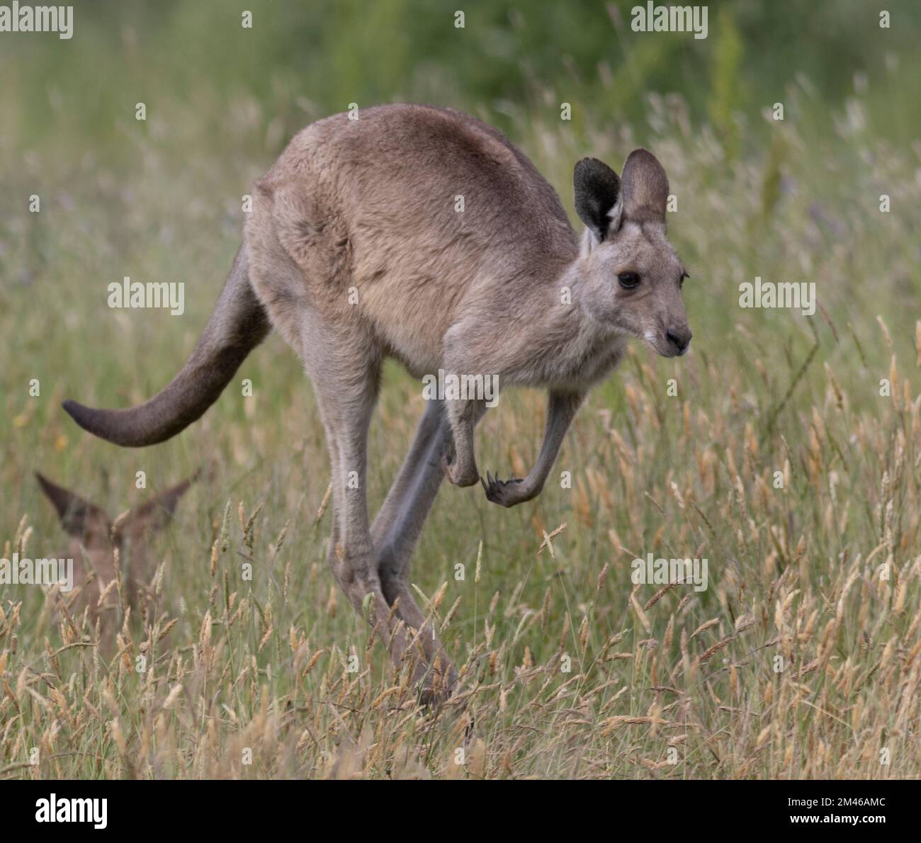 Kangaroos are some of Australia's most recognisable and well known ...