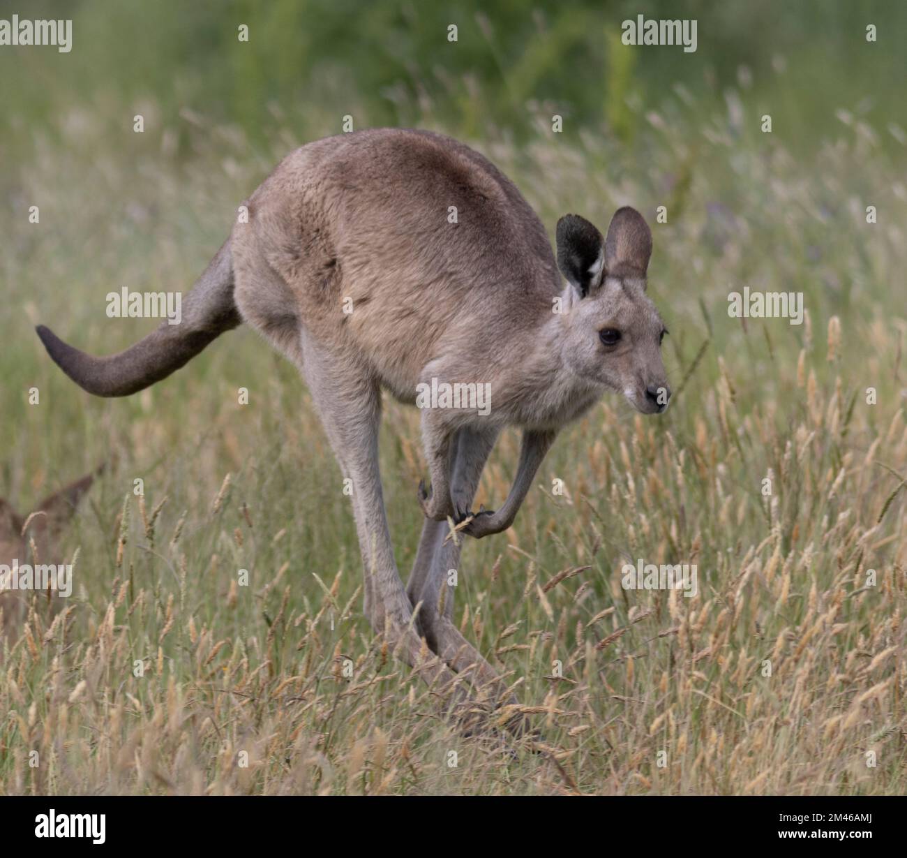 Kangaroos are some of Australia's most recognisable and well known ...