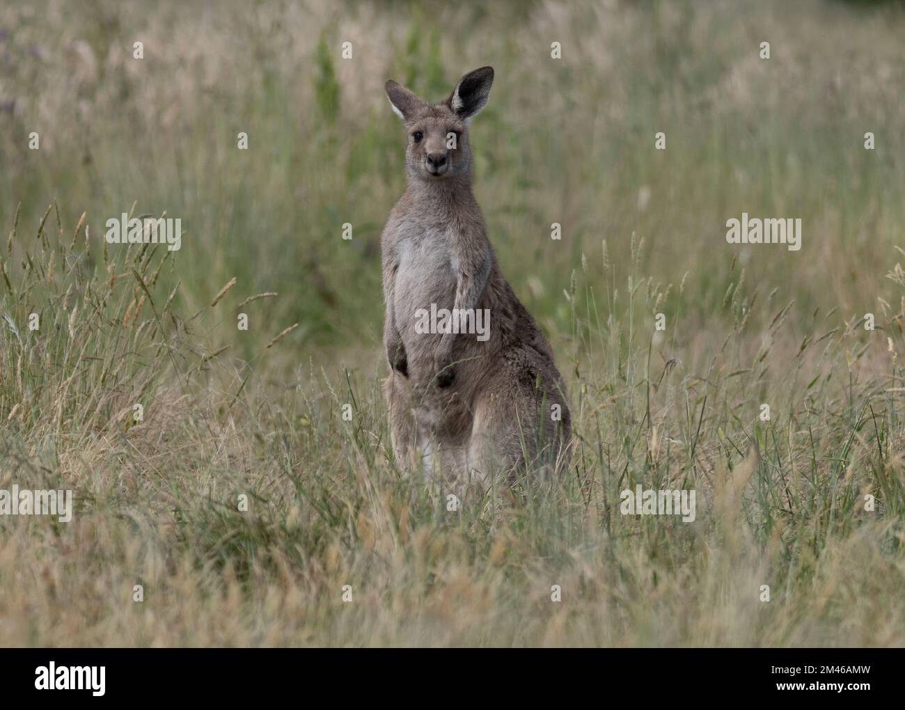 Kangaroos are some of Australia's most recognisable and well known ...