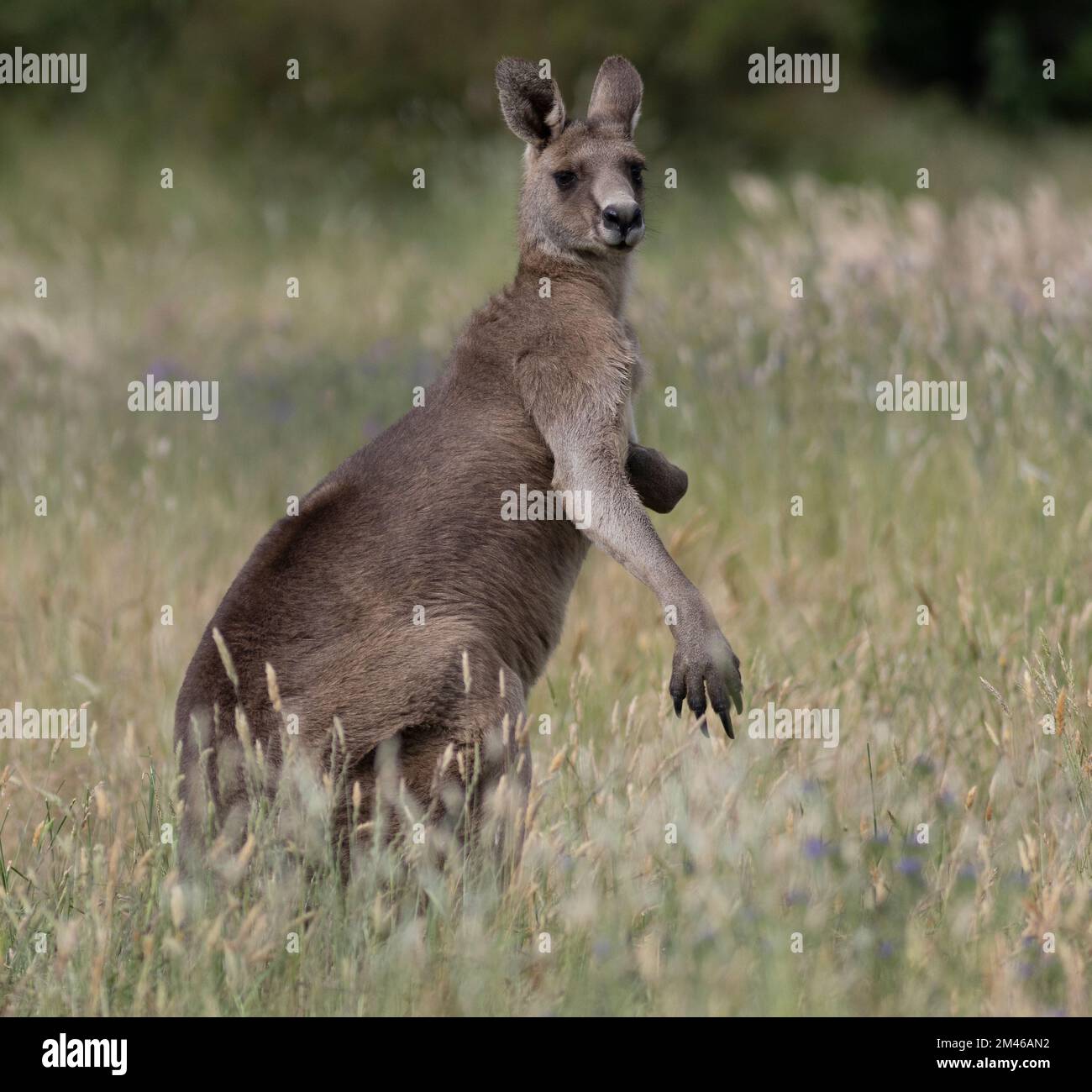 Kangaroos are some of Australia's most recognisable and well known ...