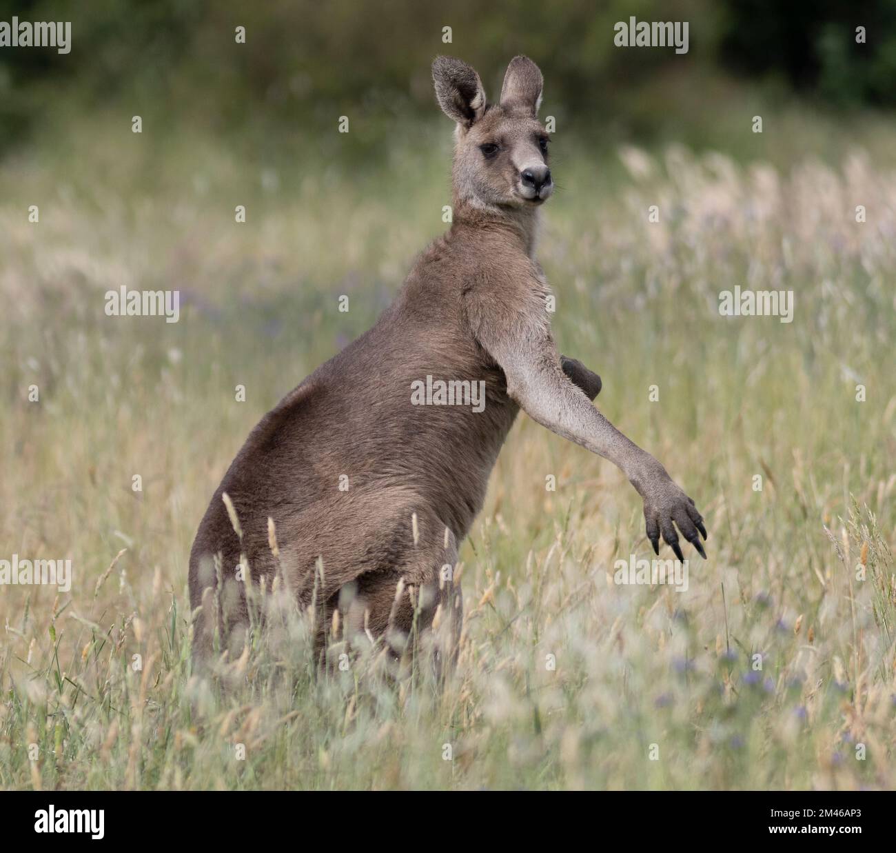 Kangaroos are some of Australia's most recognisable and well known ...