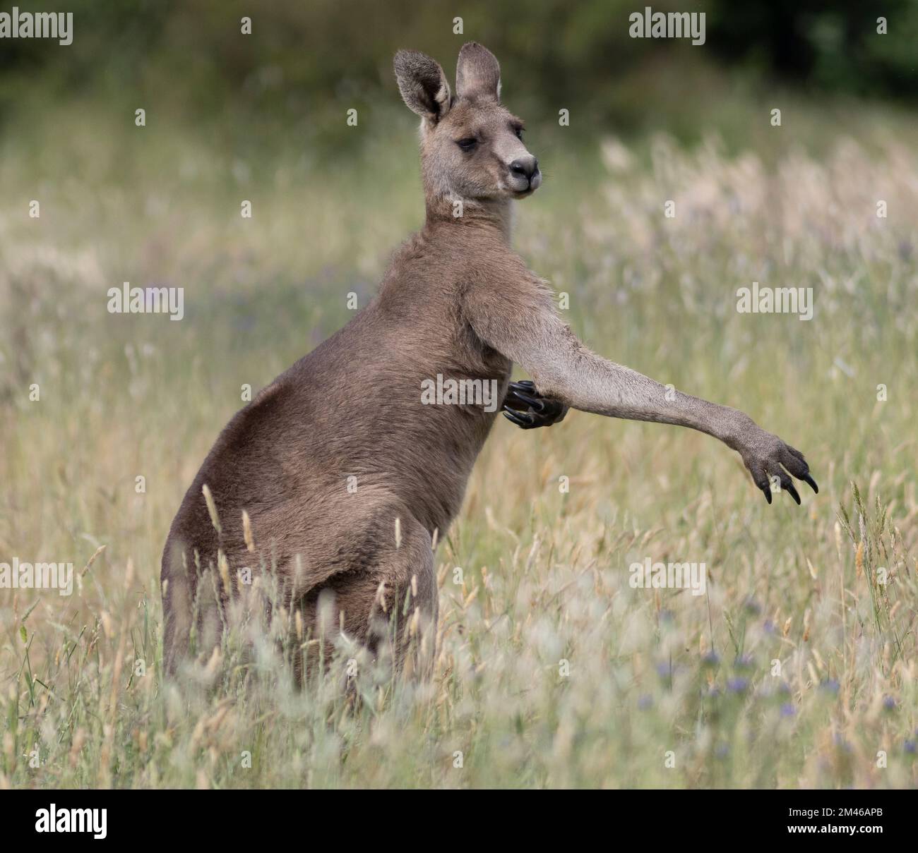 Kangaroos are some of Australia's most recognisable and well known ...