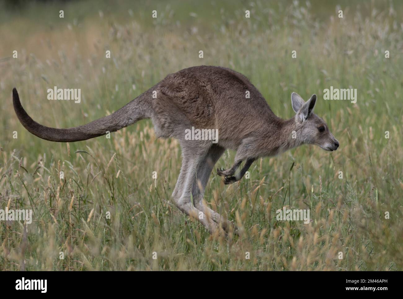 Kangaroos are some of Australia's most recognisable and well known ...