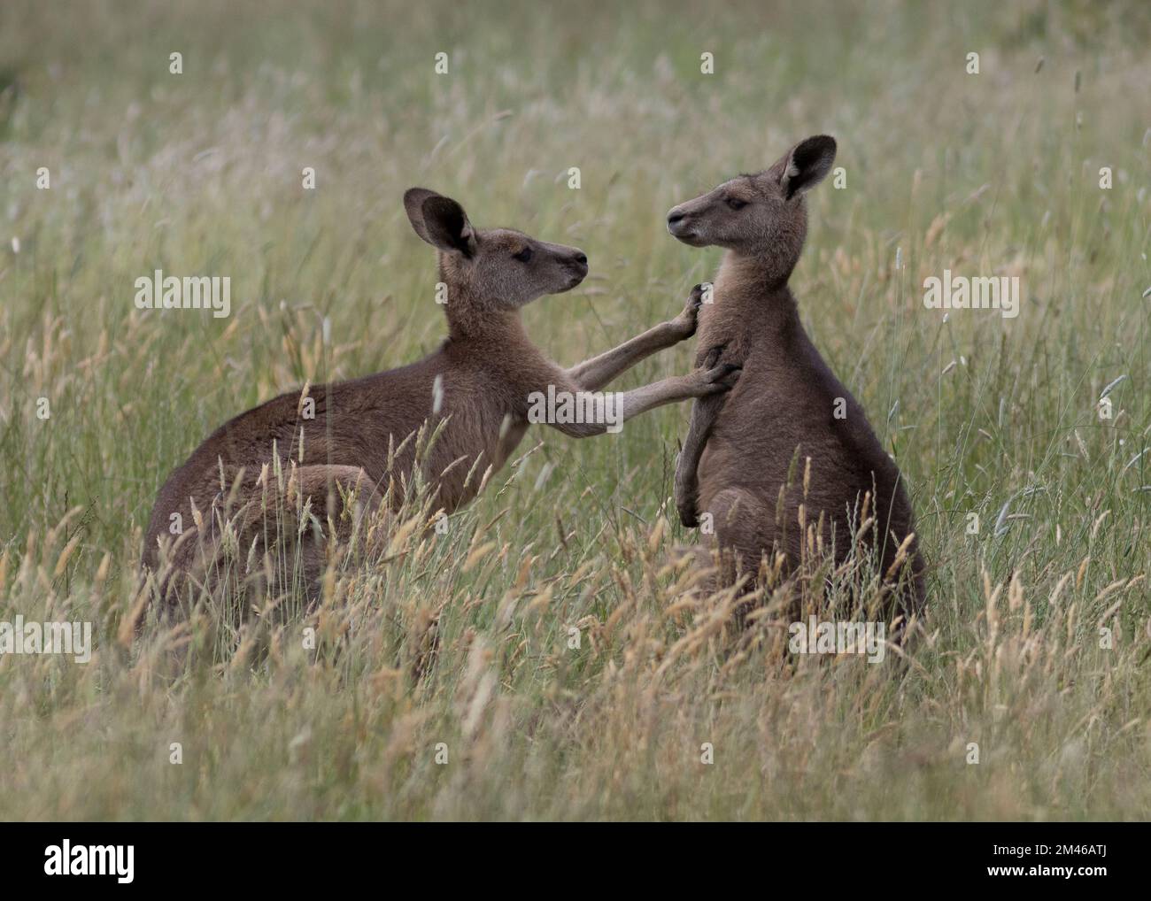 Kangaroos are some of Australia's most recognisable and well known ...