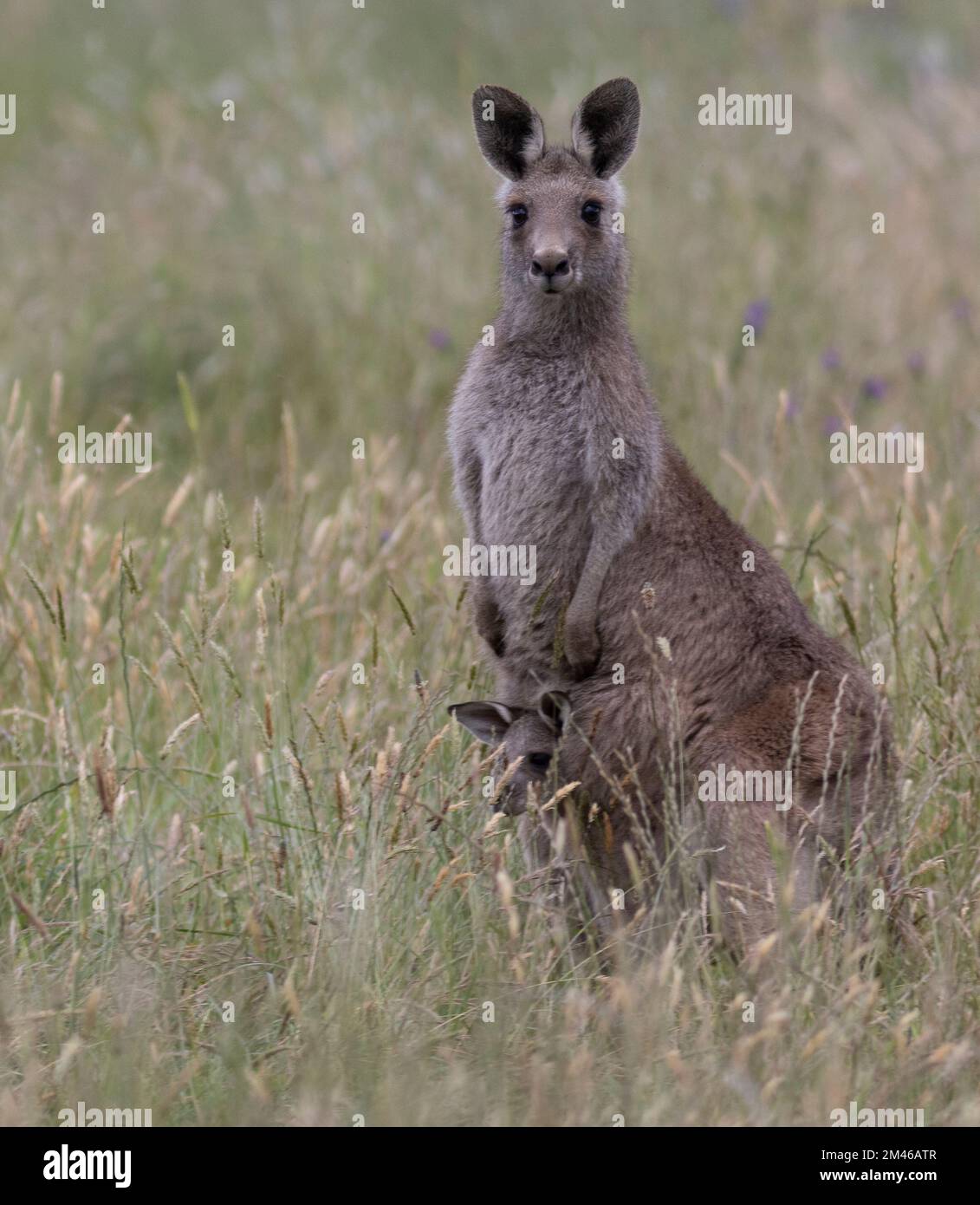 Kangaroos are some of Australia's most recognisable and well known ...