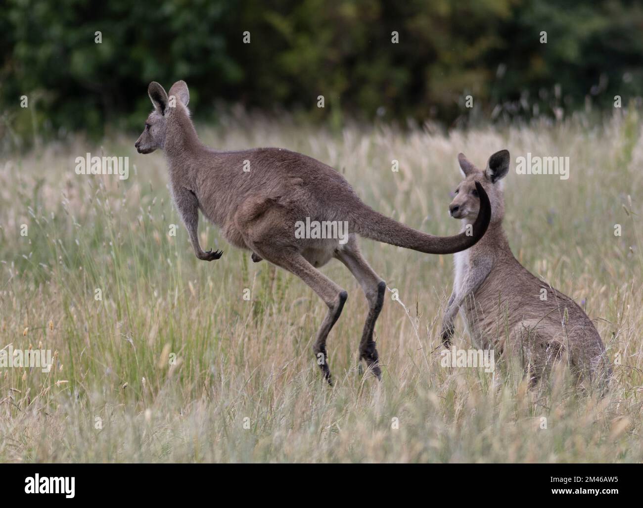 Kangaroos are some of Australia's most recognisable and well known ...