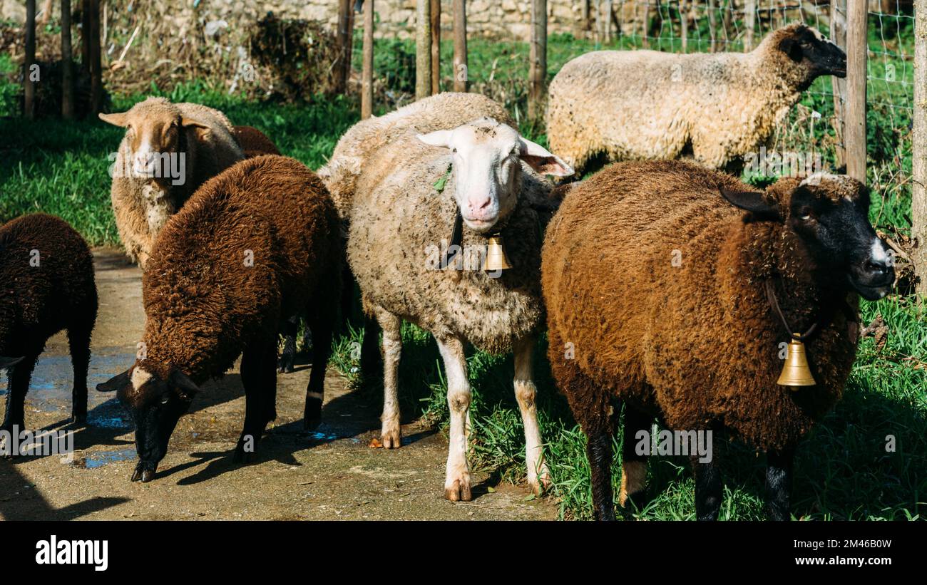 Flock of sheep, captured in Portugal Stock Photo - Alamy