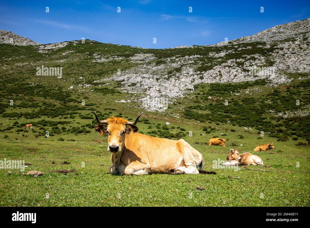 Cows around Covadonga lakes in Picos de Europa, Asturias, Spain Stock ...