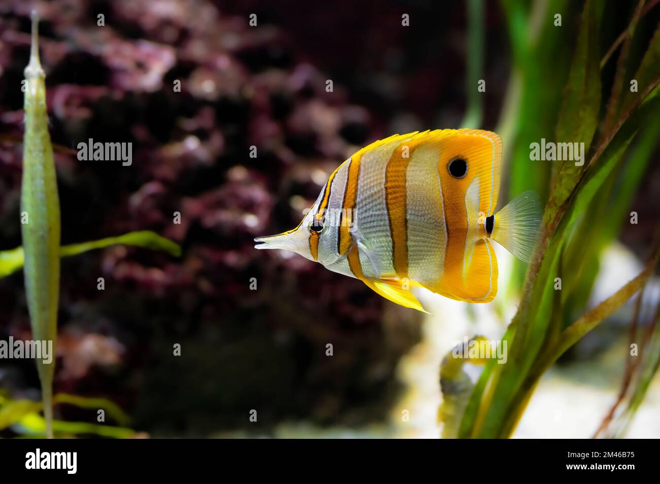 Copperband butterflyfish or beaked coral fish with white and yellow ...