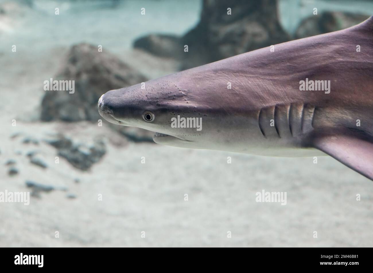 Gray shark (Carcharhinus amblyrhynchos) in an aquarium swimming near ...