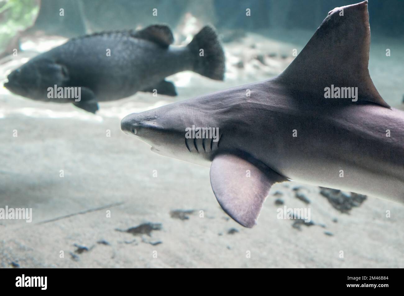 Shark other fish in water hi-res stock photography and images - Alamy