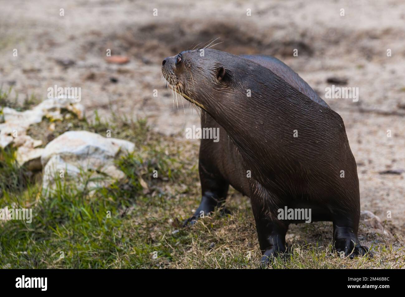 Amazon giant otter walking on land after coming out of the water Stock ...