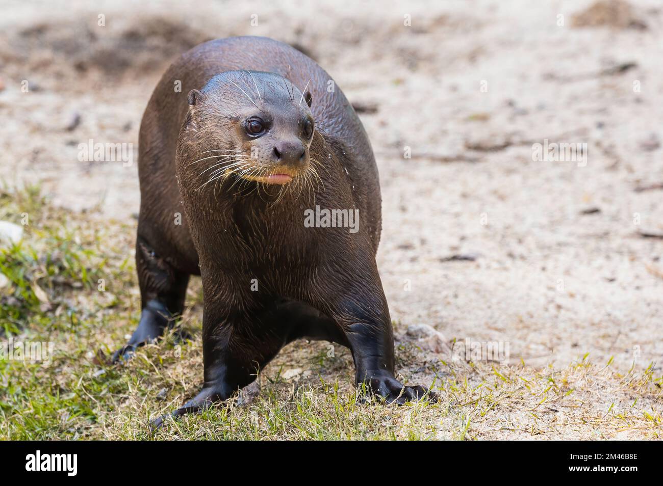 Amazon giant otter walking on land after coming out of the water Stock ...