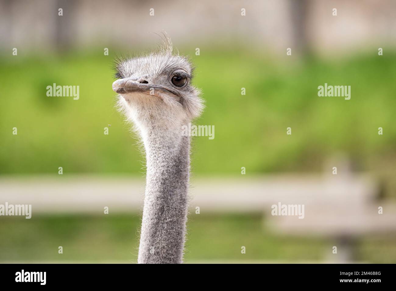 Portrait of an ostrich (Struthio camelus) in profile looking forward ...