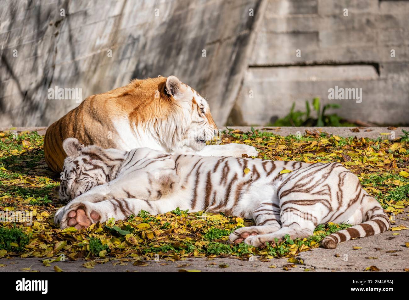 Captive Bengal tiger lying in the sun next to another white tiger Stock ...