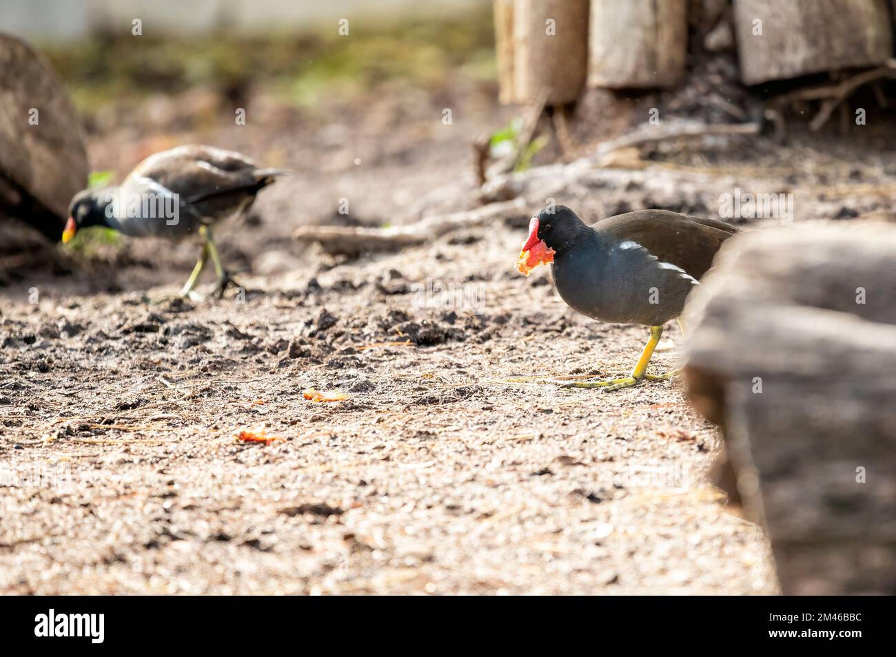 Common moorhen (Gallinula chloropus), also known as the waterhen or ...