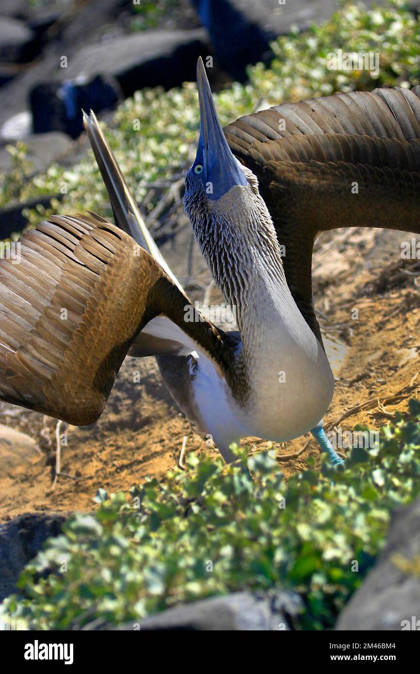Blue-footed Booby, Sula nebouxii, Galápagos National Park, Galápagos ...