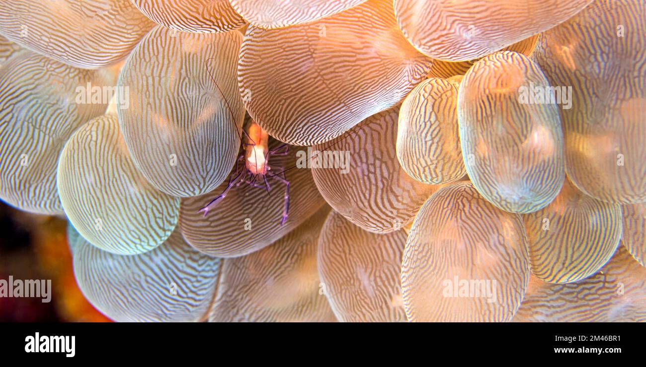 Coral Commensal Shrimp, Bubble Coral Shrimp, Vir philippinensis, Lembeh ... Coral Commensal Shrimp, Bubble Coral Shrimp, Vir philippinensis, Lembeh ...