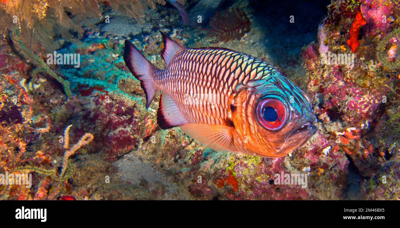 Bronze Soldierfish, Coral Reef, North Ari Atoll, Maldives, Asia Stock ...