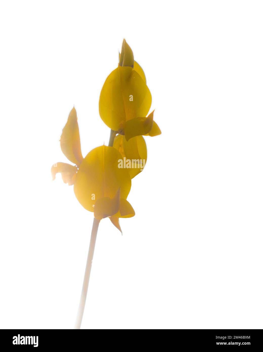 Cyclopia hi-res stock photography and images - Alamy