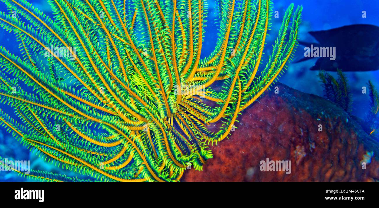 Feather Star, Crinoid, Coral Reef, Lembeh, North Sulawesi, Indonesia ...