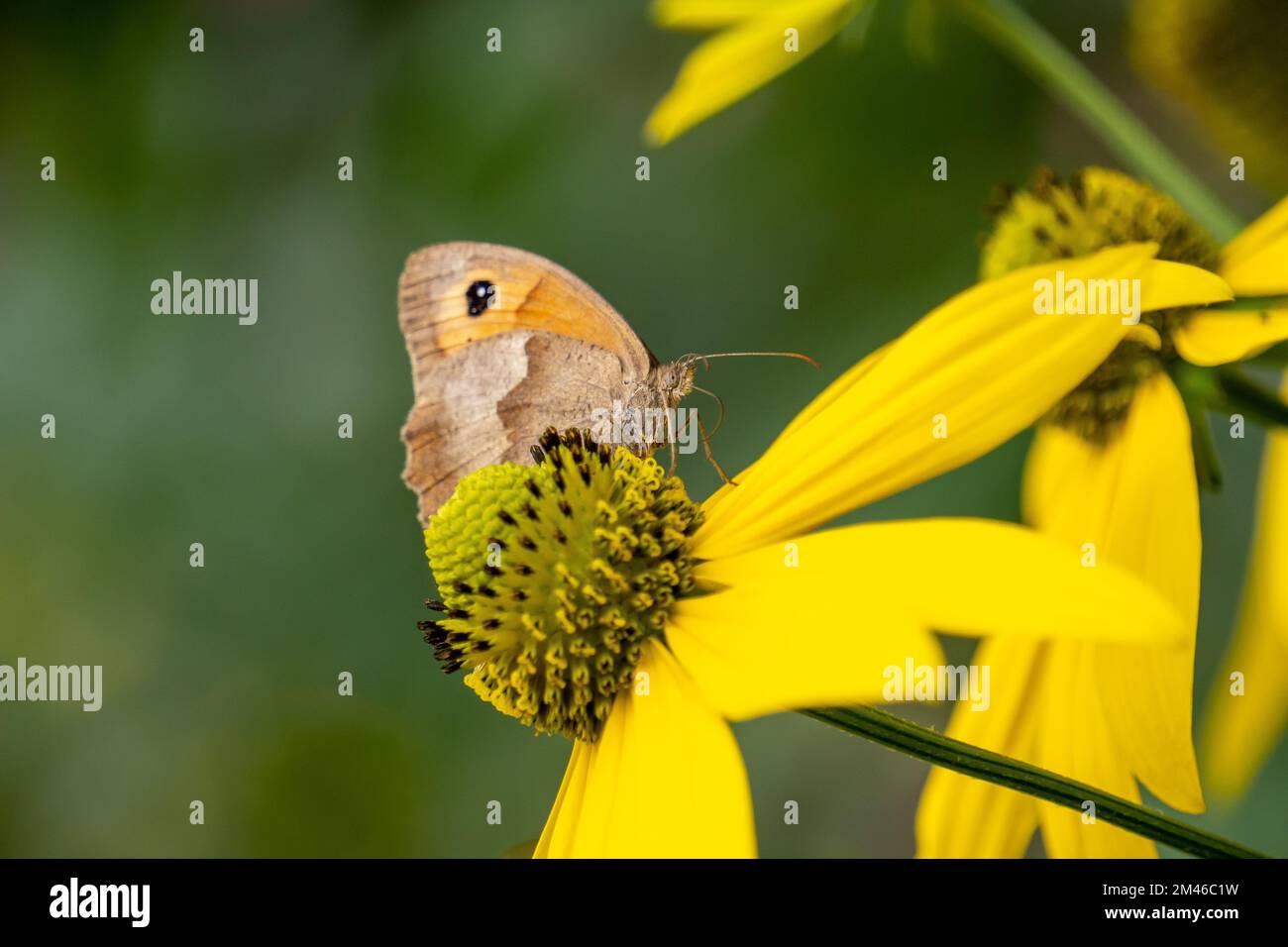 A macro shot of a Meadow brown butterfly sitting on a bright yellow ...