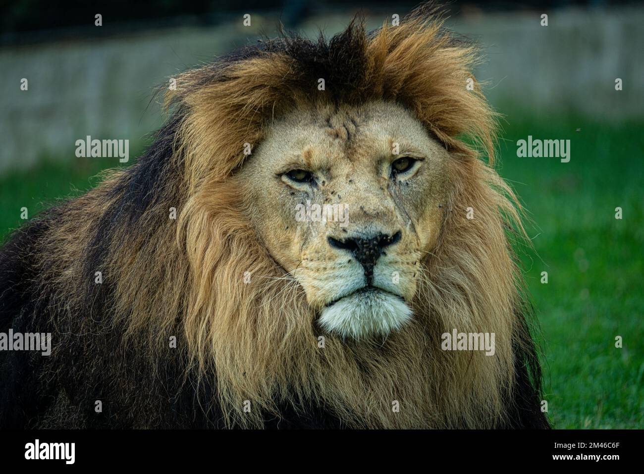 Barbary lion zoo hi-res stock photography and images - Alamy
