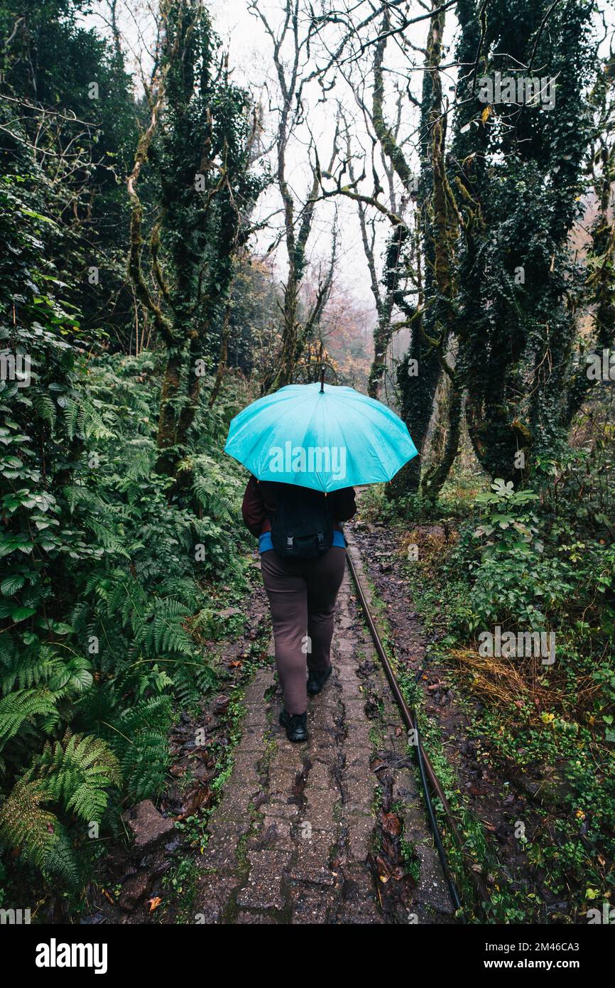 Woman with blue umbrella walking in green forest with trees on stone ...