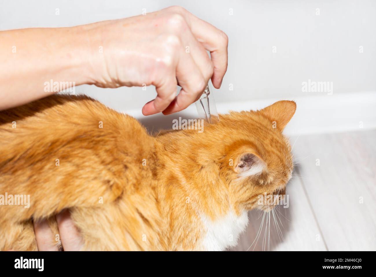 The owner of the pet applies antiparasitic drops on the cat's withers ...