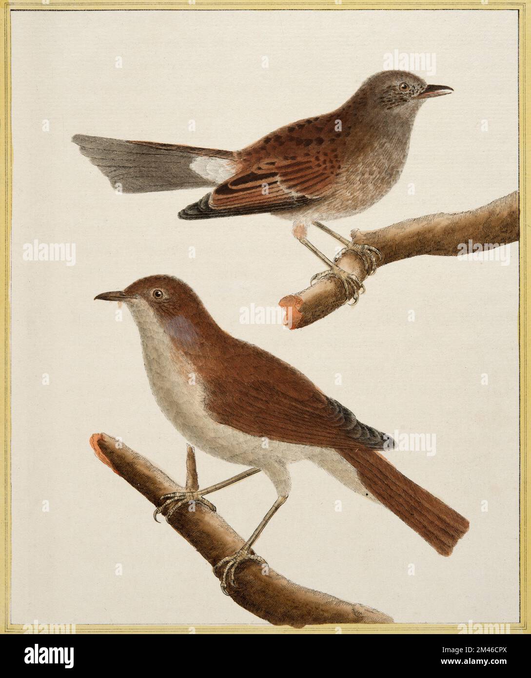 The Flycatcher and the Nightingale: Illuminated Plate from the Natural ...