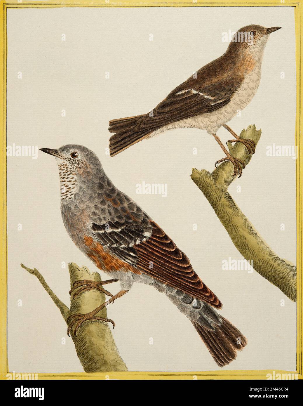 The Becfigue and the Alpine Warbler: Illuminated plate from the natural ...