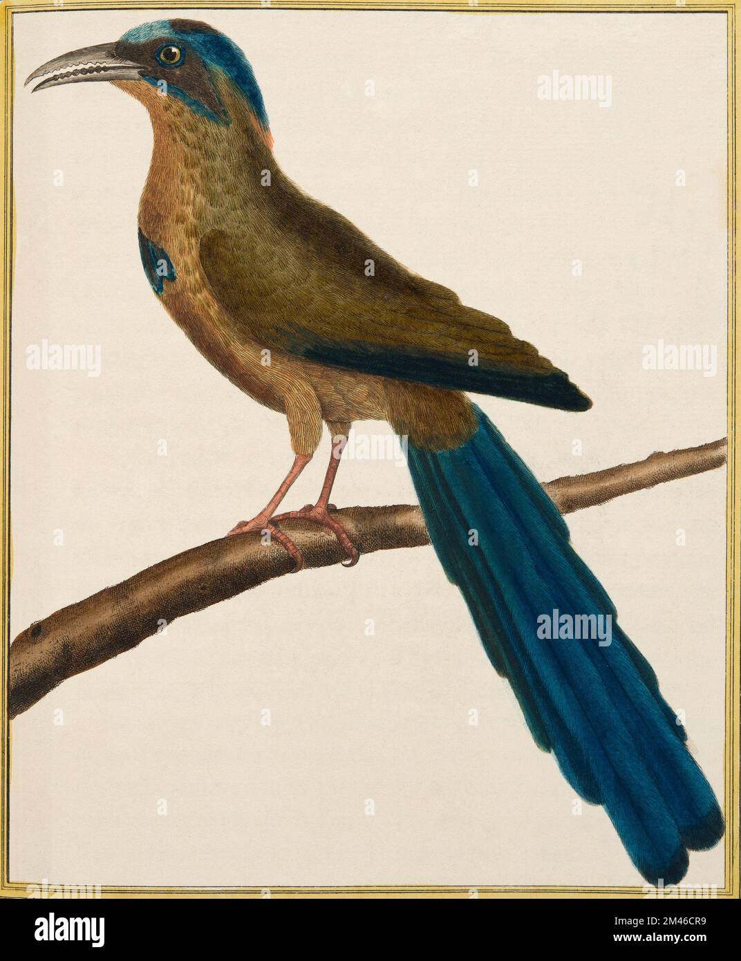 The Momot of Brazil: Illuminated Plate from the Natural History of ...