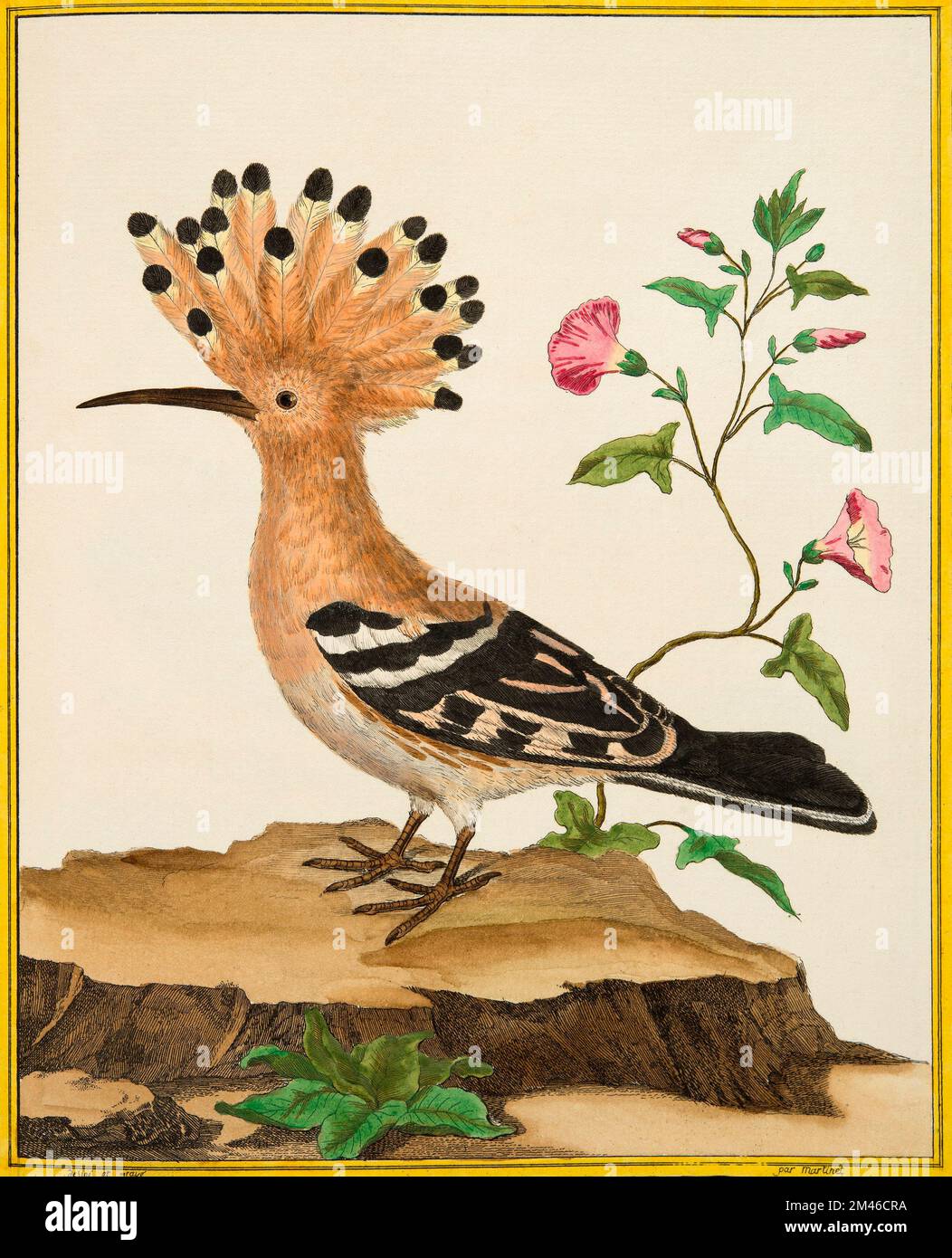 The hoopoe: Illuminated plate from the natural history of birds by ...