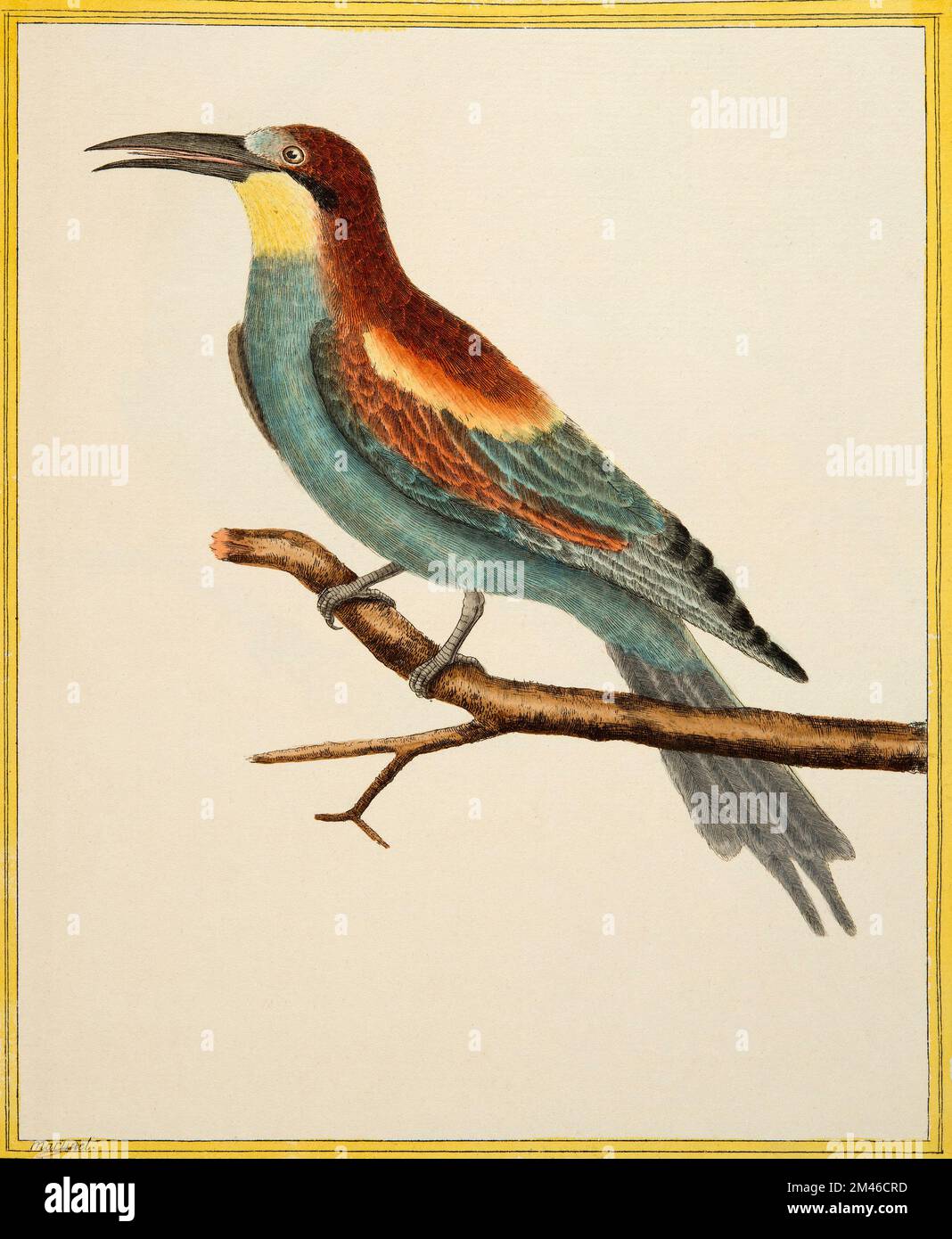 The bee-eater: Illuminated plate from the natural history of birds by ...