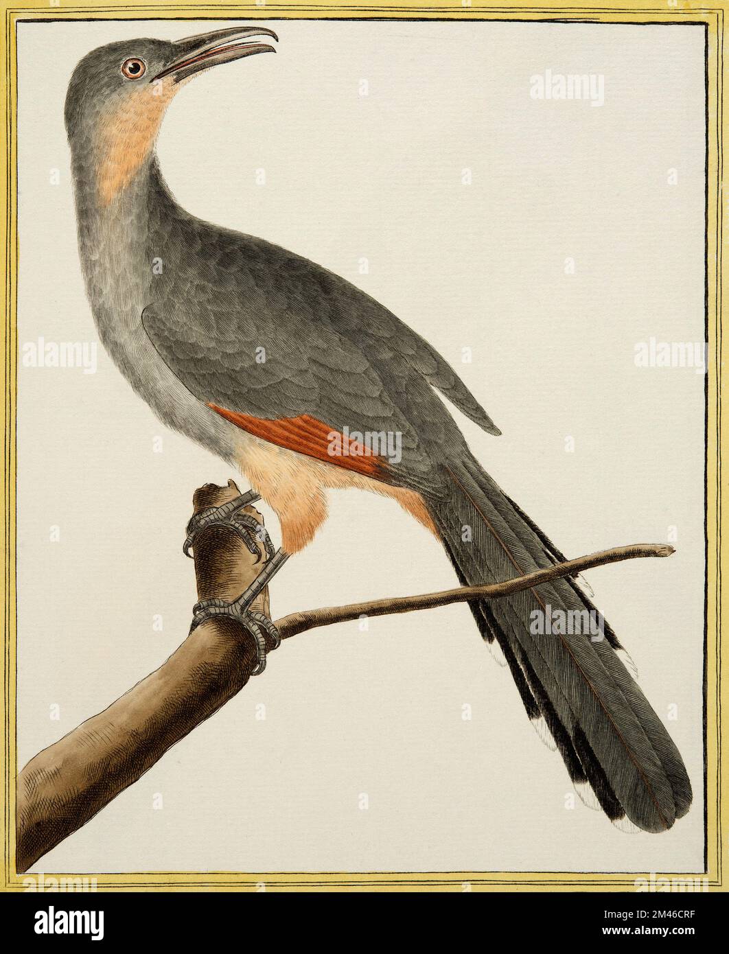 Long-beaked cuckoo from Jamaica: Illuminated plate from the natural ...
