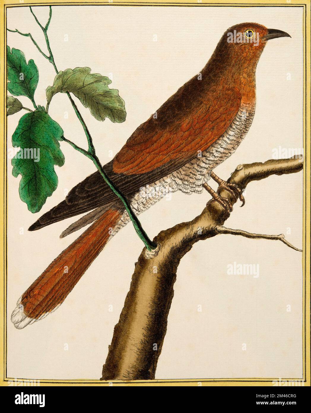 Cuckoo from the Cape of Good Hope: Illuminated plate from the natural ...