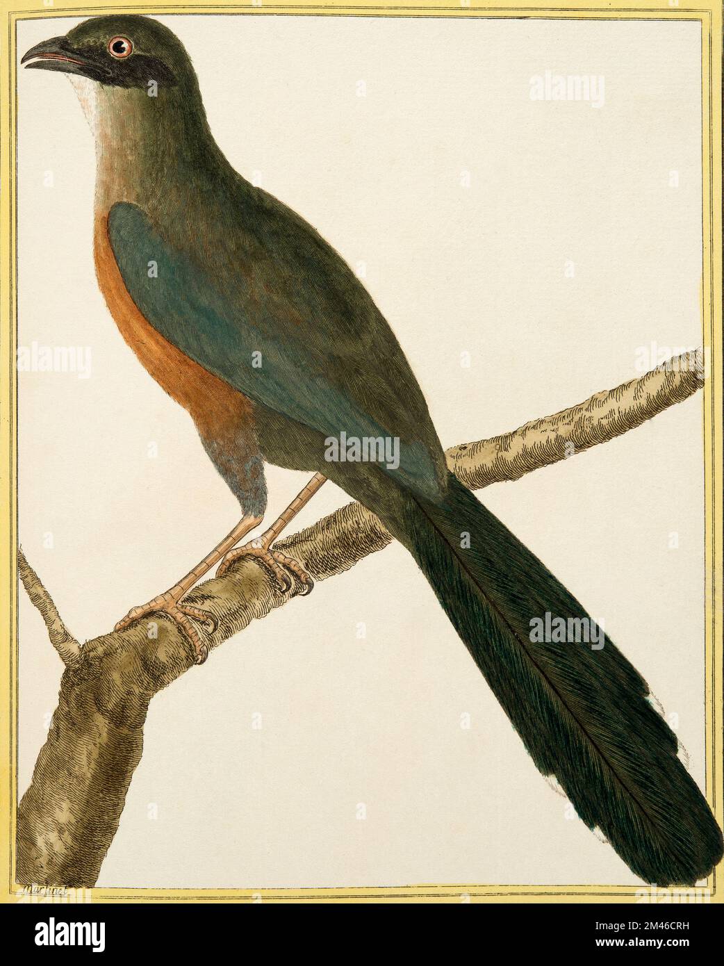 Green Cuckoo from Madagascar: Illuminated Plate from the Natural ...