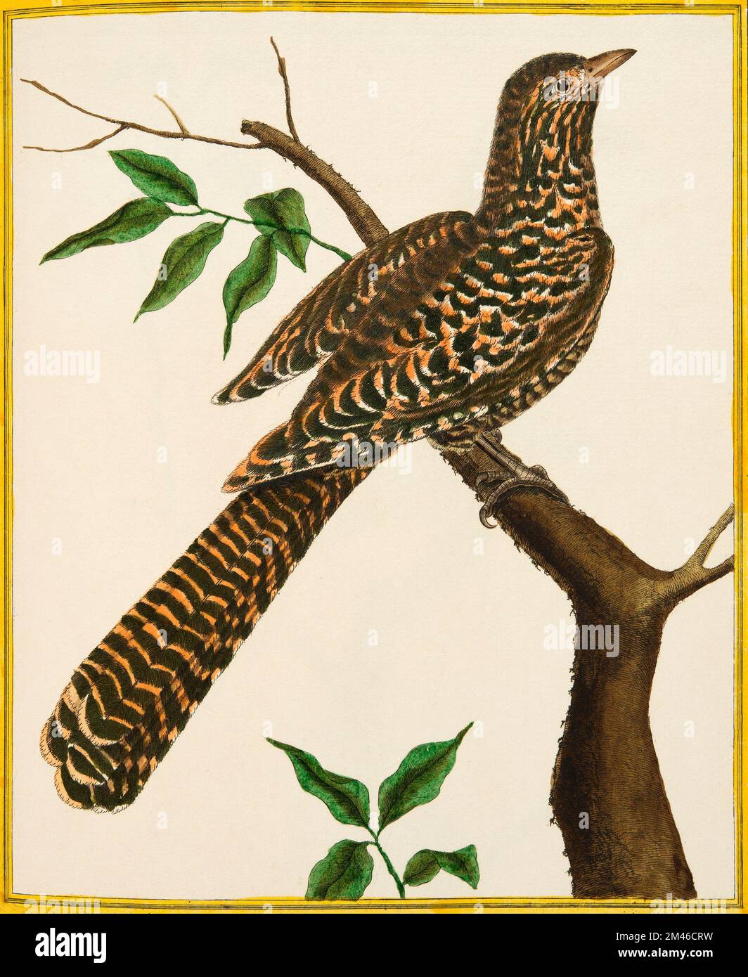 Spotted cuckoo from Mindanao (Philippines): Illuminated plate from the ...