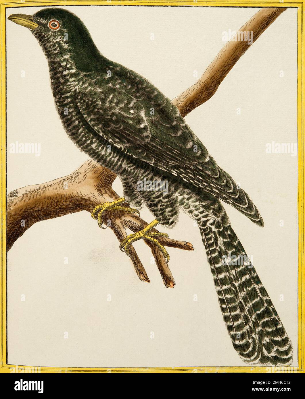 Chinese Spotted Cuckoo: Illuminated Plate from the Natural History of ...