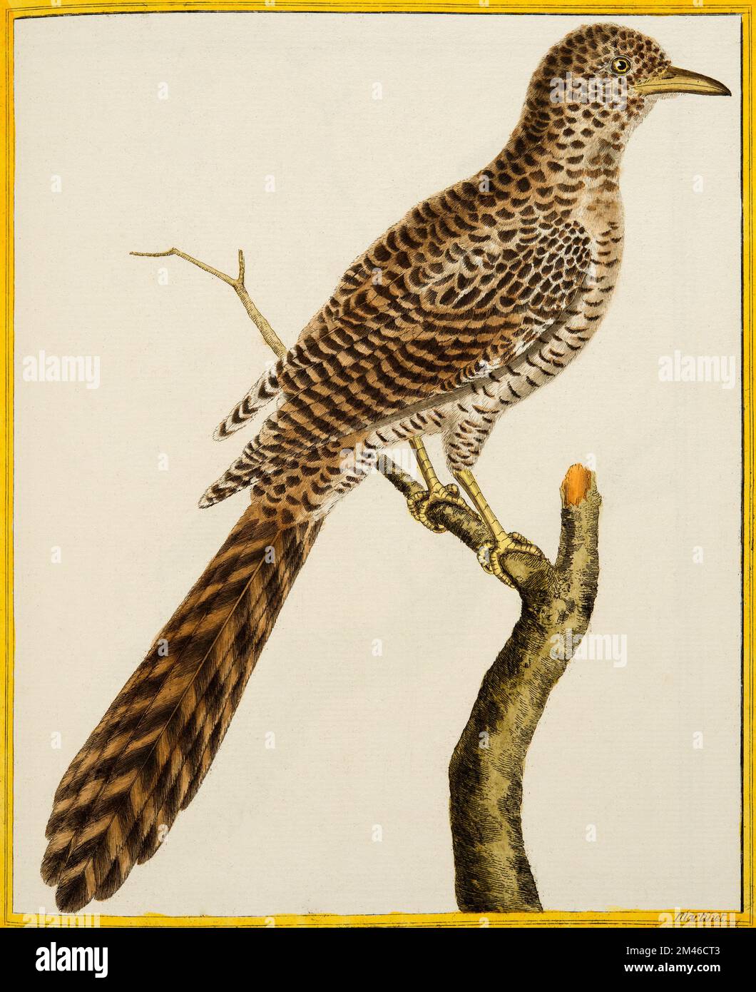 Bengal spotted cuckoo: Illuminated plate from the natural history of ...