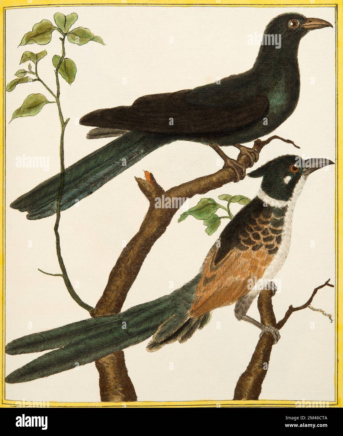 Hoopoe cuckoo from the East Indies and Hoopoe cuckoo from Coromandel ...