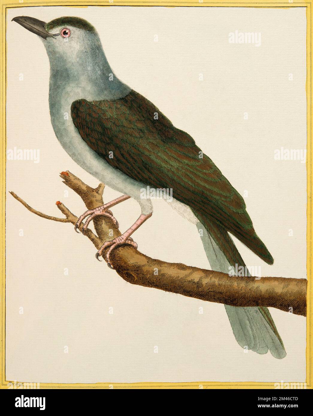 The great male Cuckoo of Madagascar: Illuminated plate from the natural ...