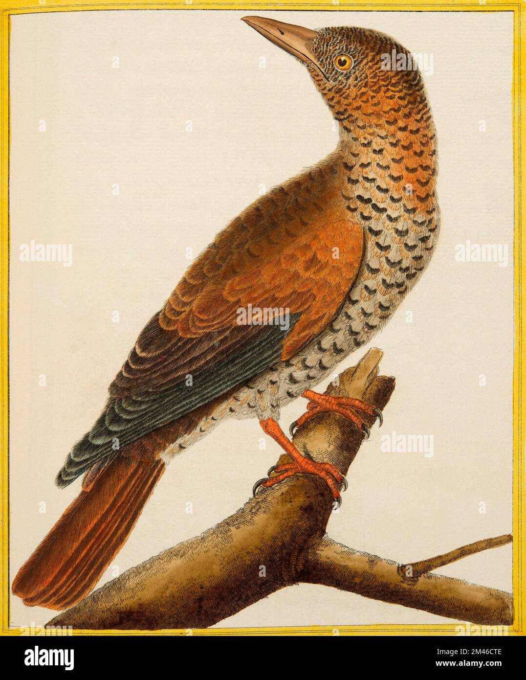 Female of the Greater Cuckoo of Madagascar: Illuminated Plate from the ...